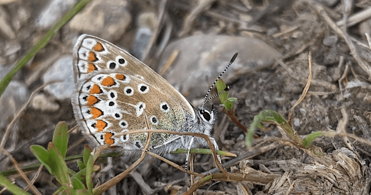 Nature Connection: Insect Adventures | Downsview Park