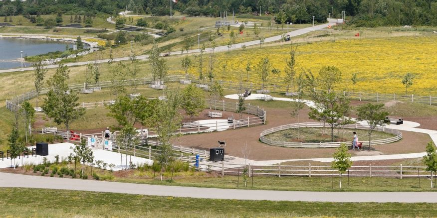 downsview dog walking